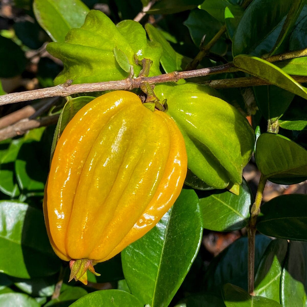 Fruits – Tropical Garden